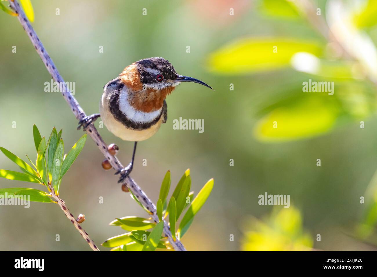 Western Spinebill (Acanthorhynchus superciliosus) perched, Bickley ...
