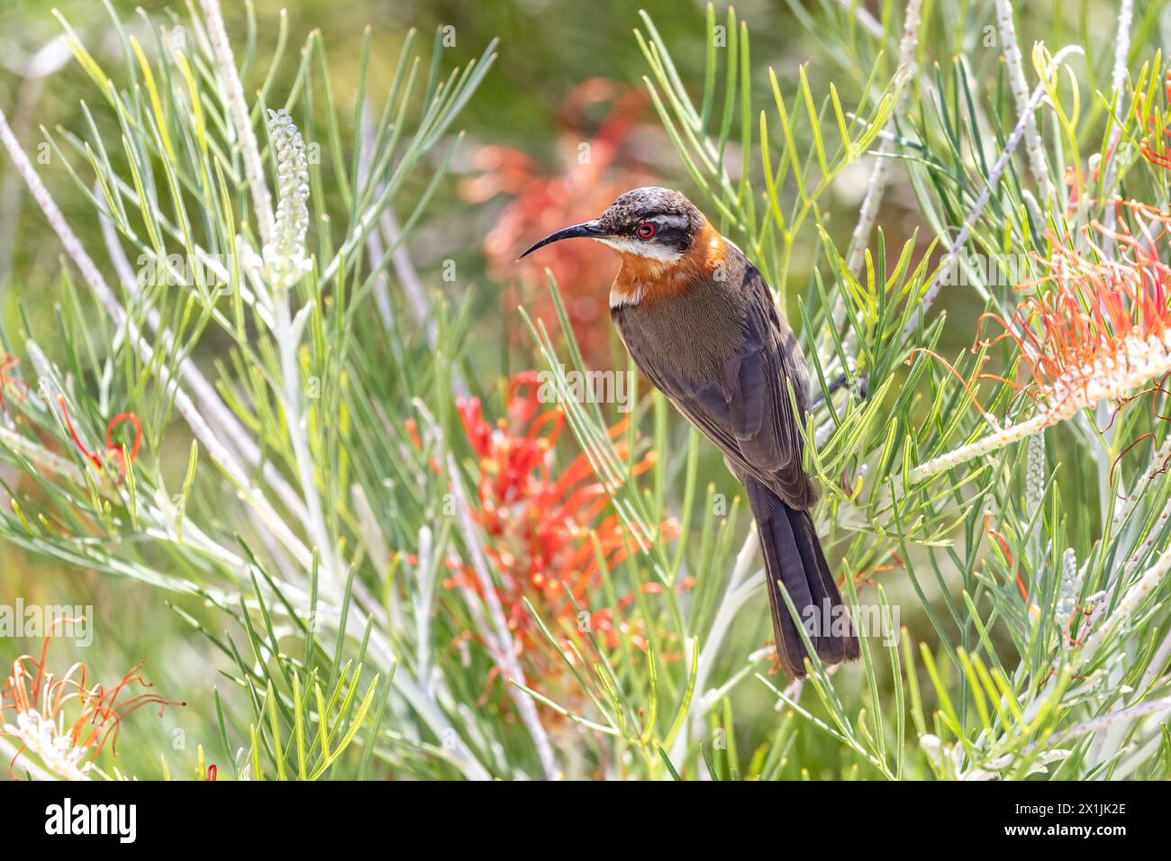 Western Spinebill (Acanthorhynchus superciliosus) on a Grevillea ...