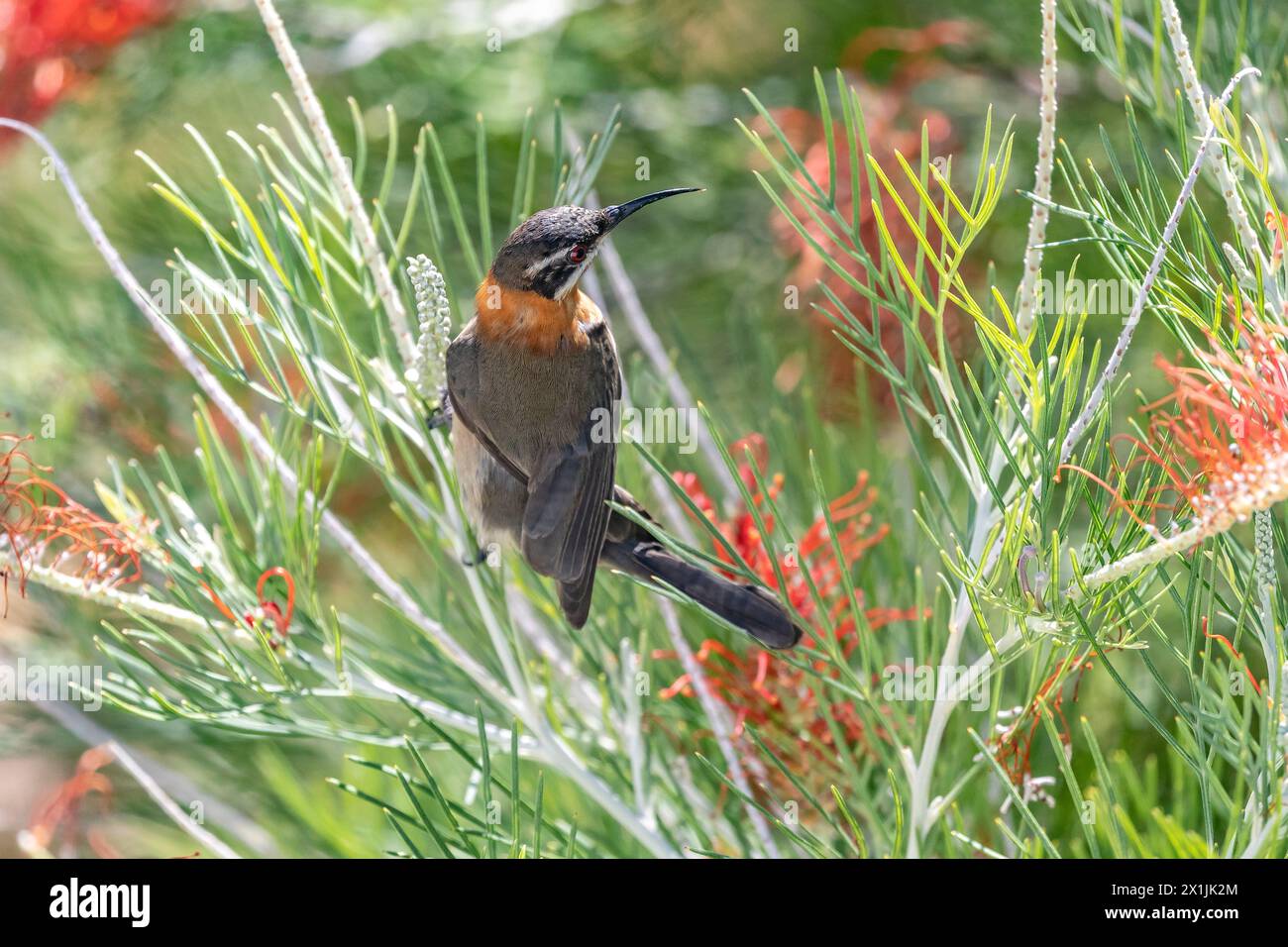 Western Spinebill (Acanthorhynchus superciliosus) on a Grevillea ...