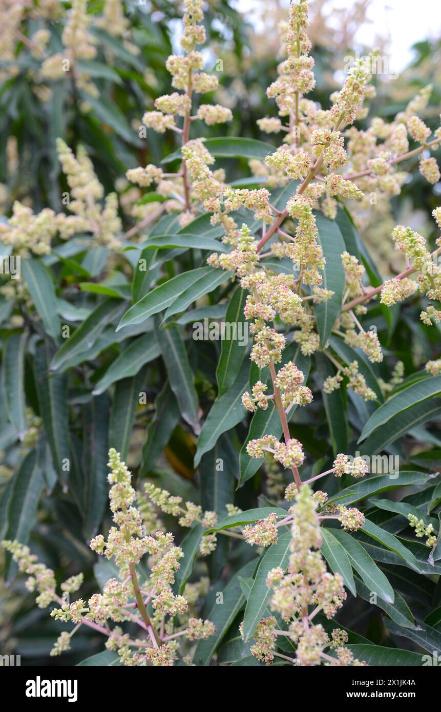 Mango Tree Flowers Stock Photo - Alamy