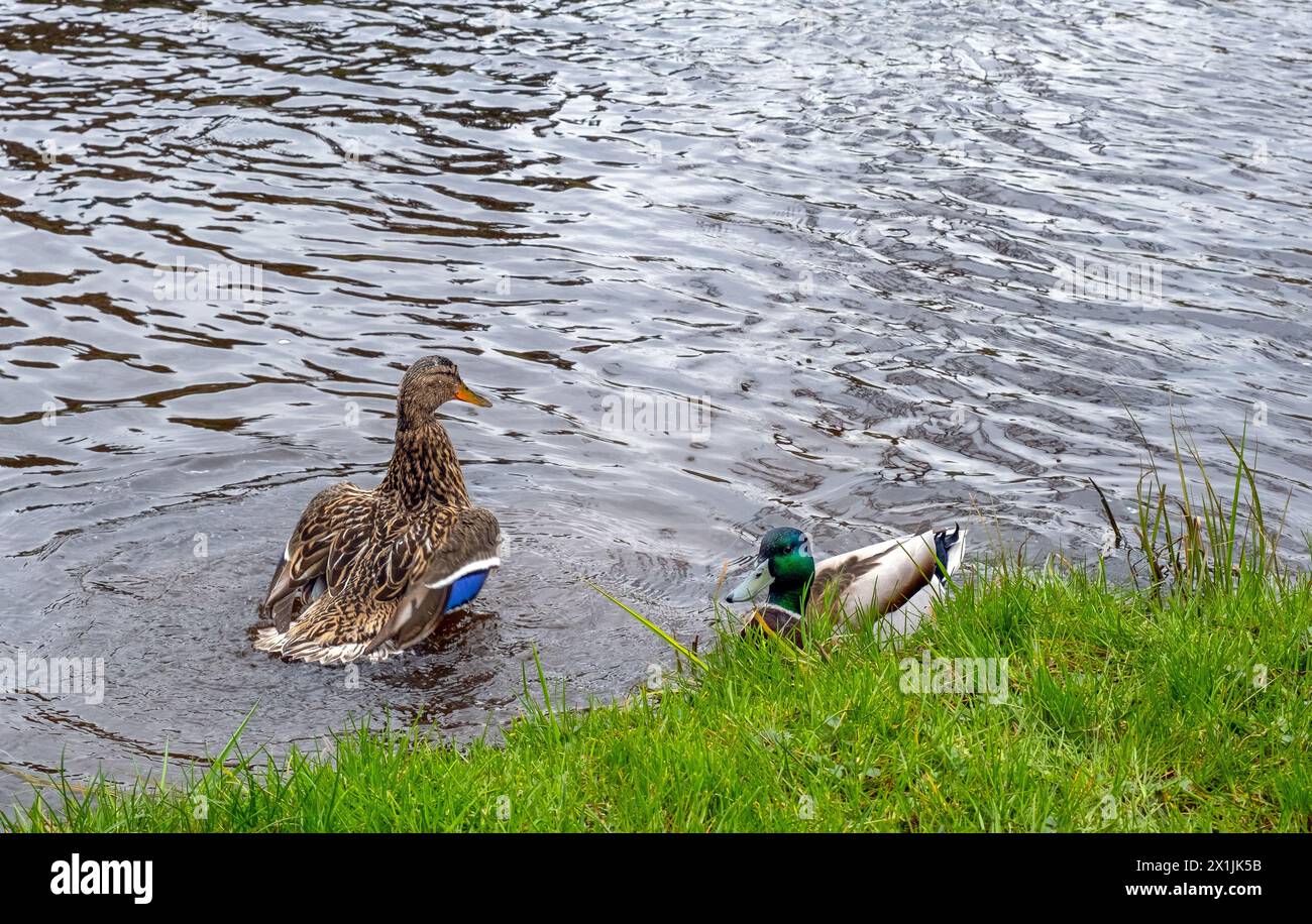 Duck starts to open wings hi-res stock photography and images - Alamy
