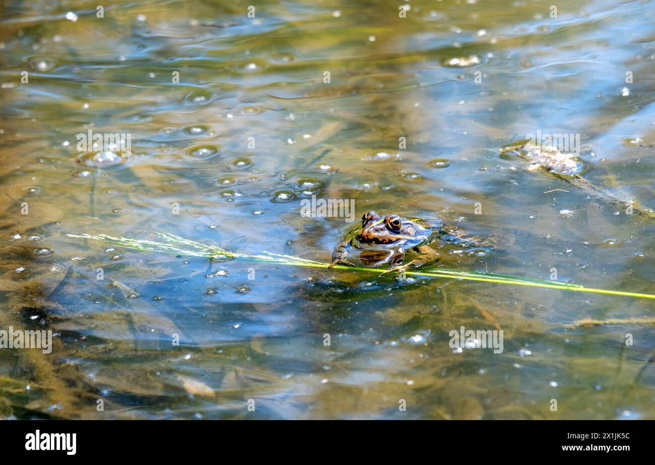 the frog is holding of blade of grass and sticks her head out of the ...