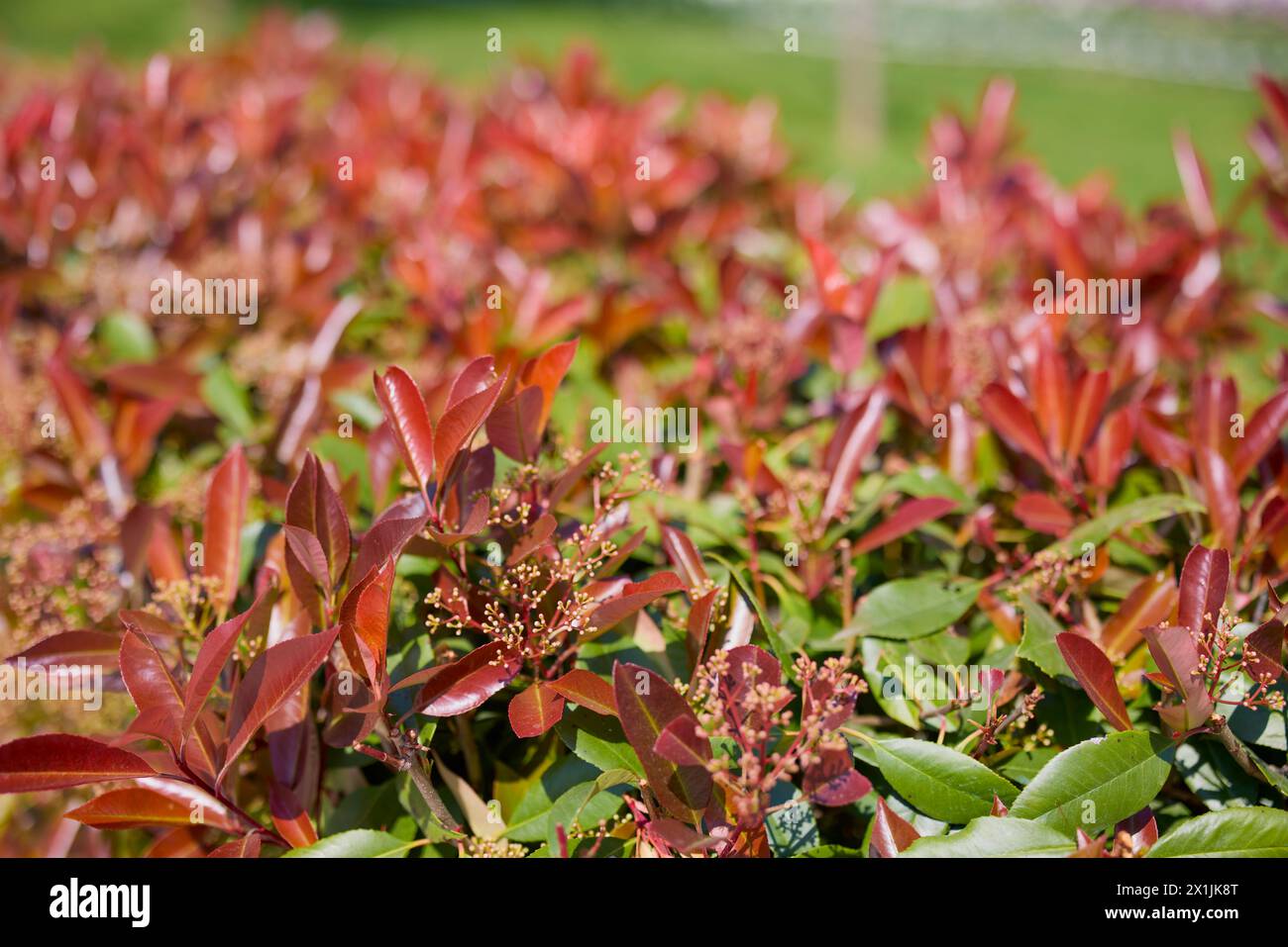 Detail of a hedge Nandina domestica, red and green leaves on a bush ...