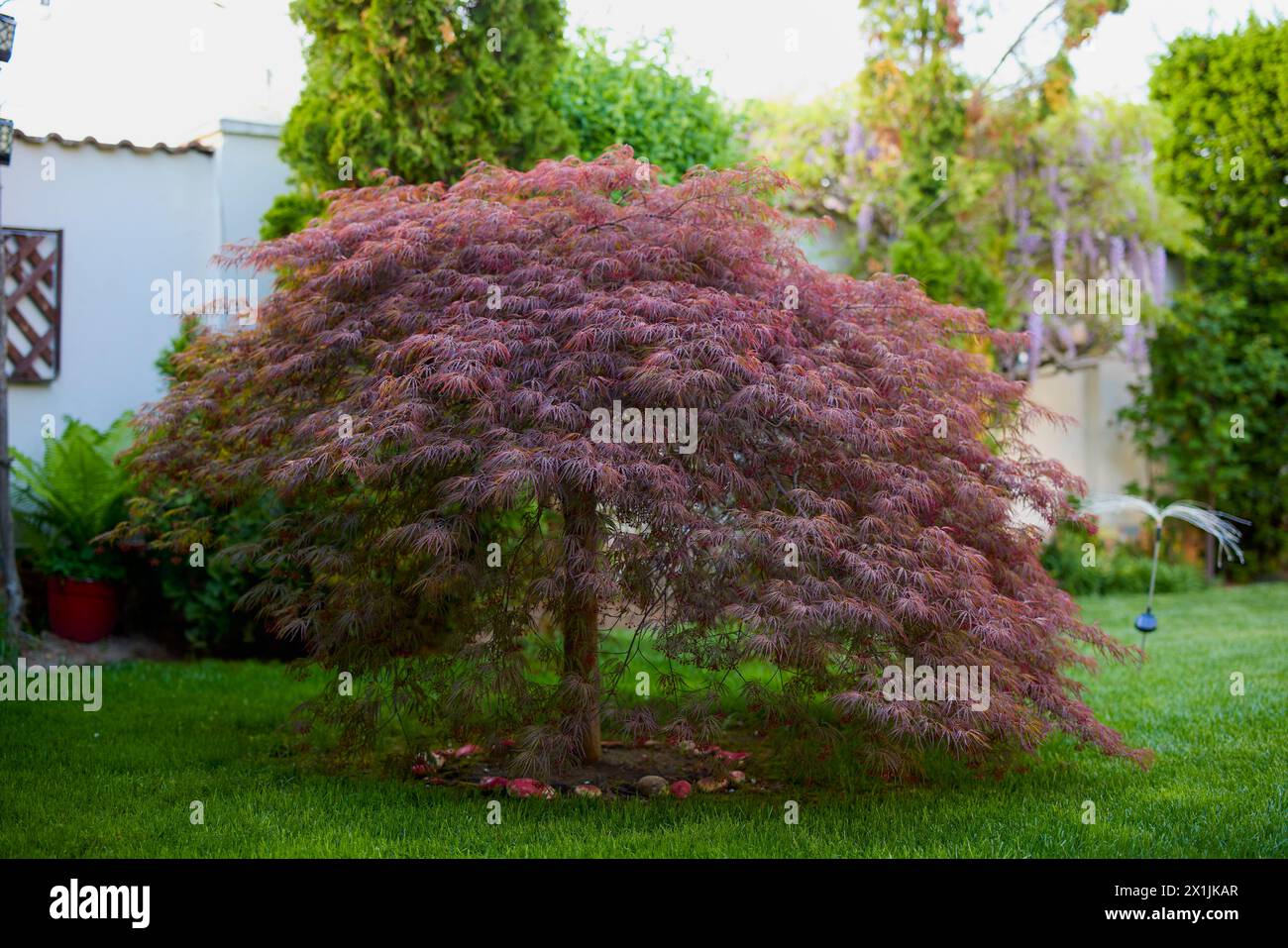 Red foliage of the weeping Laceleaf Japanese Maple tree (Acer palmatum ...