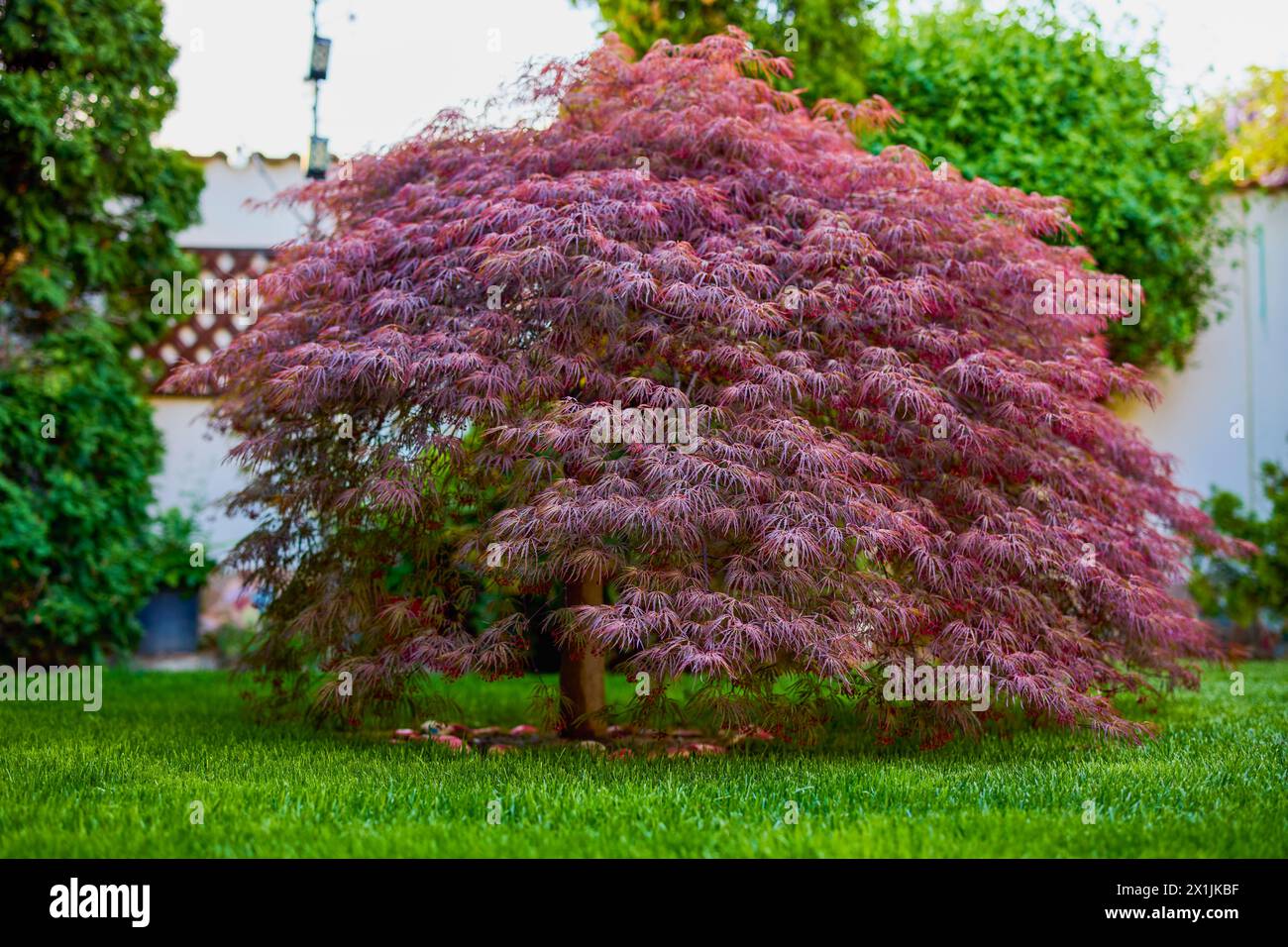 Red foliage of the weeping Laceleaf Japanese Maple tree (Acer palmatum ...