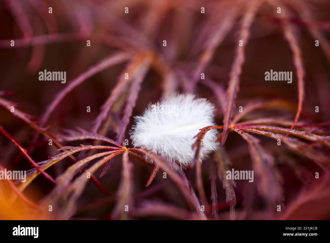 Red foliage of the weeping Laceleaf Japanese Maple tree (Acer palmatum ...