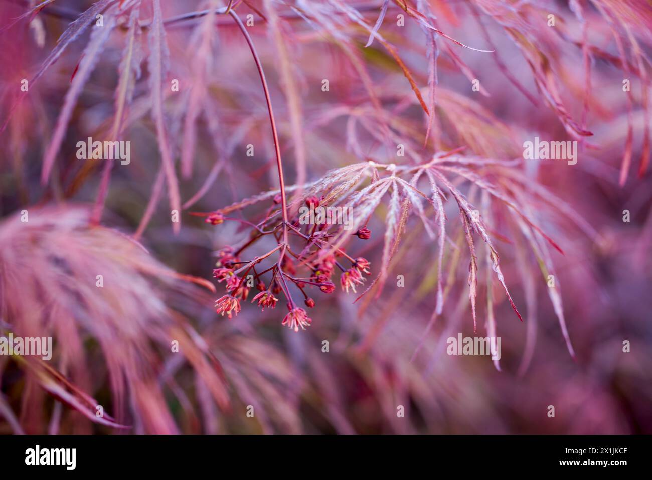 Red foliage of the weeping Laceleaf Japanese Maple tree (Acer palmatum ...