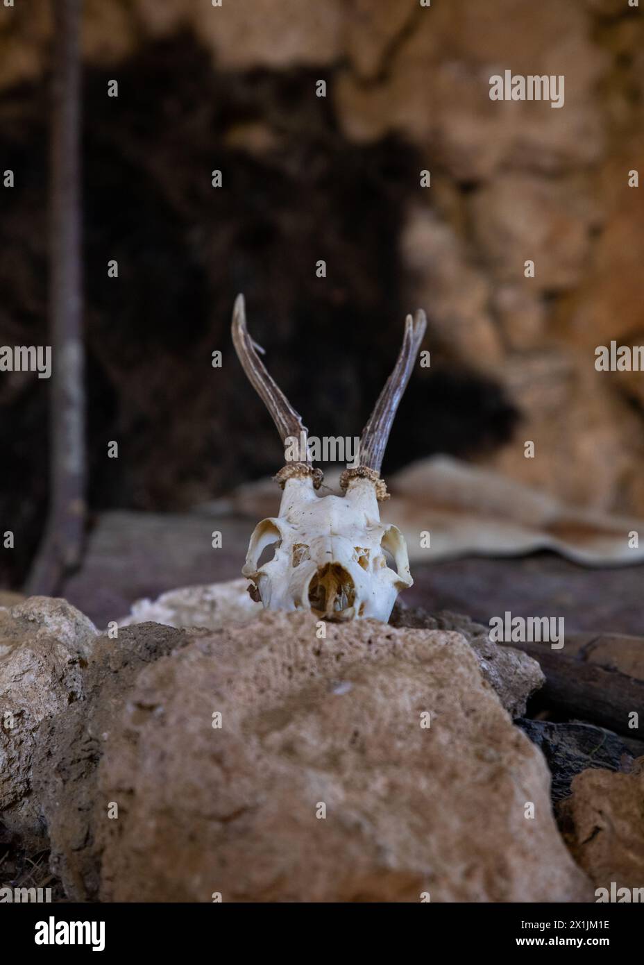 Goat skull inside a caveman's cave from prehistoric ages in Serbia ...