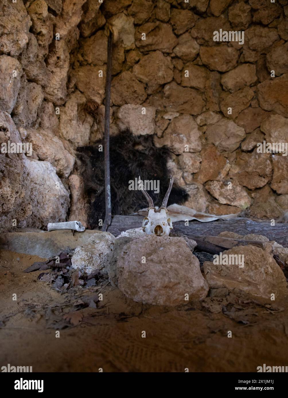 Goat skull inside a caveman's cave from prehistoric ages in Serbia ...