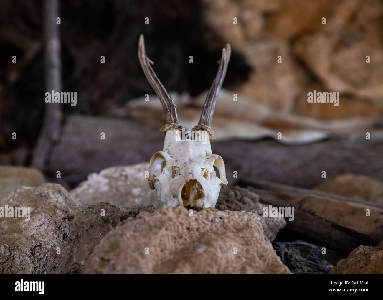Goat skull inside a caveman's cave from prehistoric ages in Serbia ...