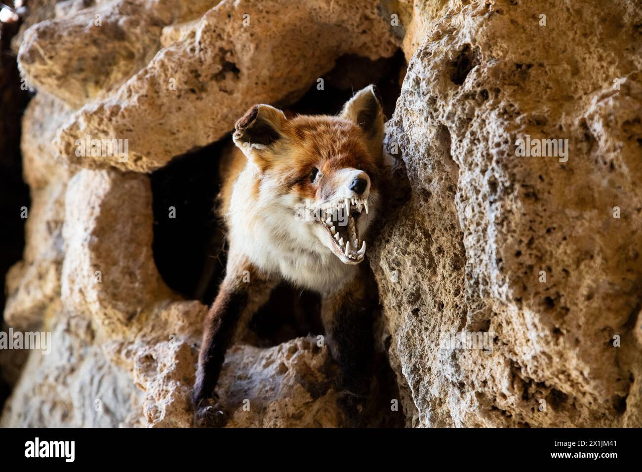 Red Fox Taxidermy inside an ancient cave Stock Photo - Alamy
