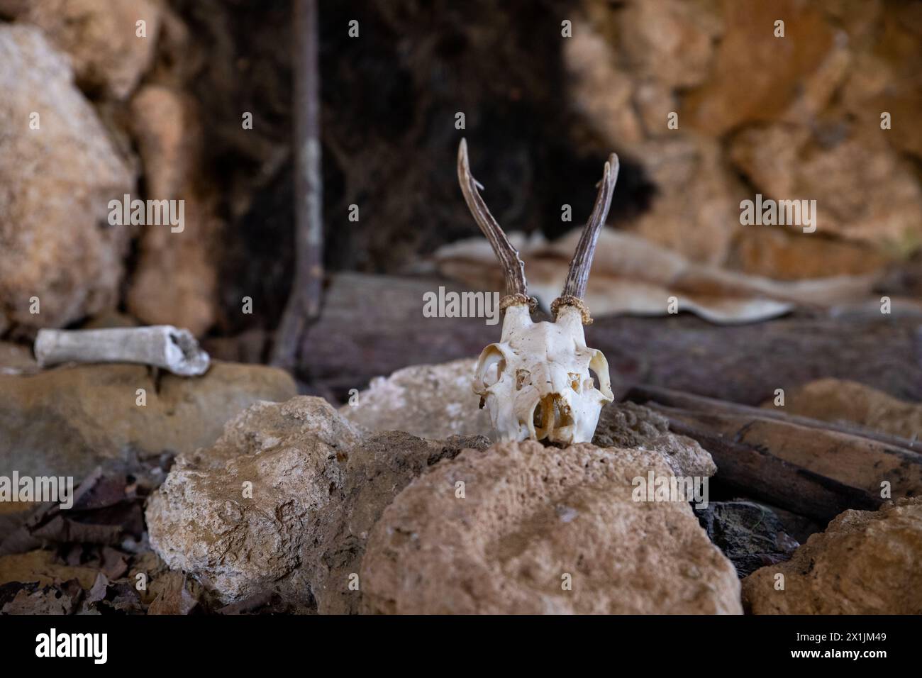 Goat skull inside a caveman's cave from prehistoric ages in Serbia ...