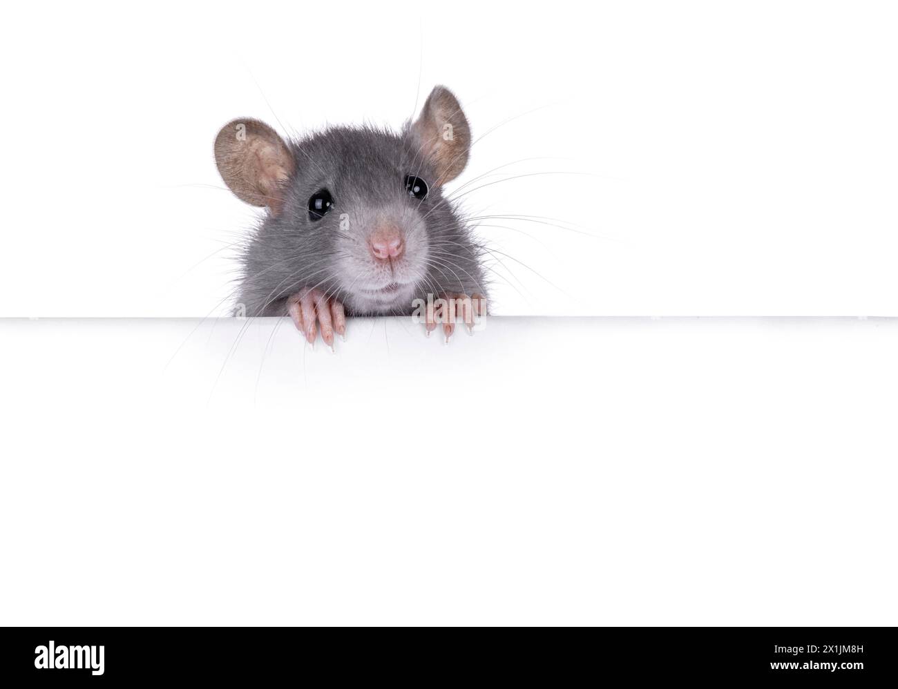 Adorable rat holding up copy space banner with paws. Looking towards ...