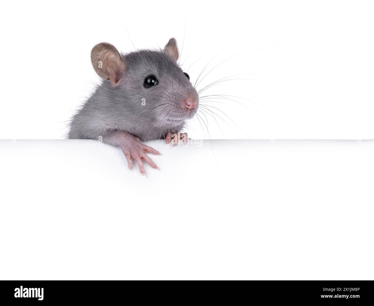 Cute rat holding up copy space banner with paws. Looking side ways away ...