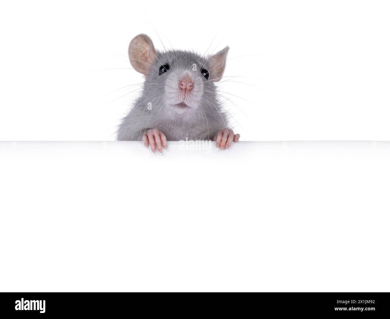 Cute rat holding up copy space banner with paws. Looking towards camera ...