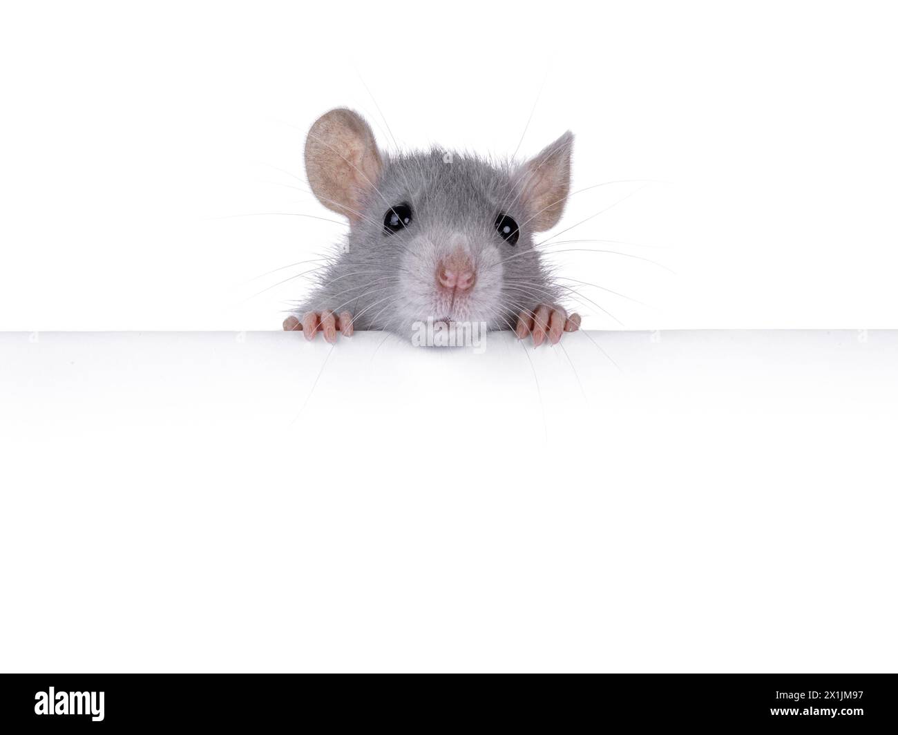 Cute rat holding up copy space banner with paws. Looking towards camera ...