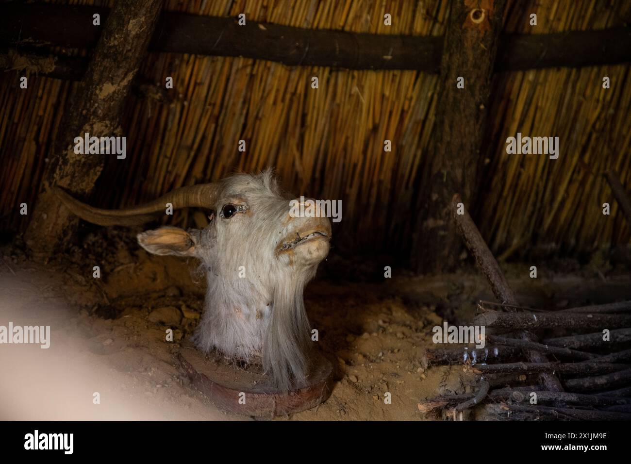 Taxidermy head of a goat inisde a fisherman's hut dating from neolithic ...