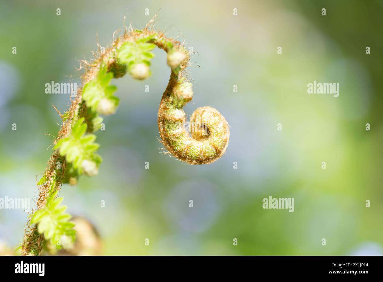 Furled ferns hi-res stock photography and images - Alamy