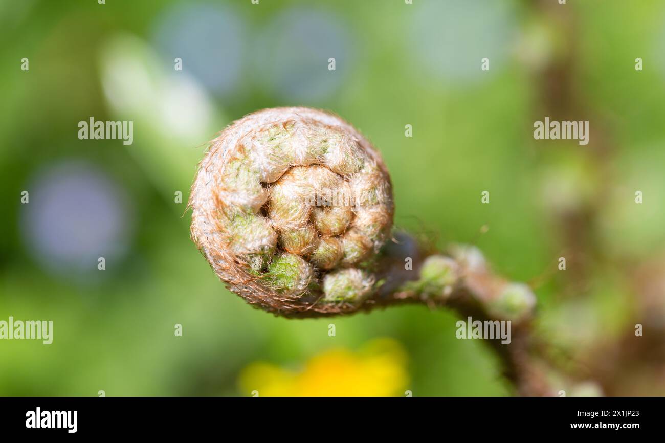 Furled frond hi-res stock photography and images - Alamy