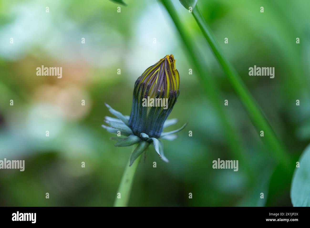 Rising Plant Star - A fresh new Dandelion yet to flower. ( Taraxacum ...