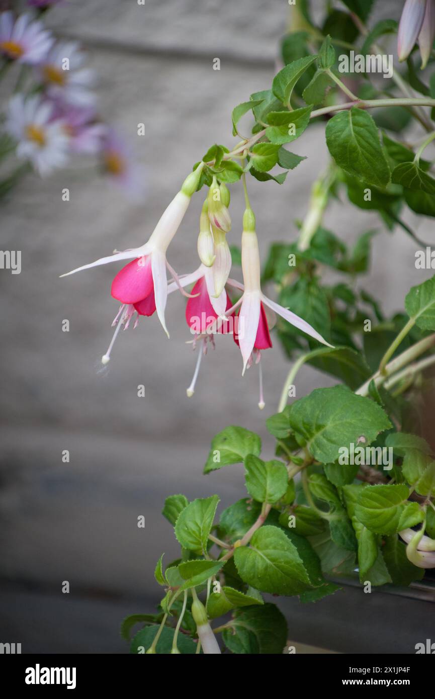 Untouched elegance hi-res stock photography and images - Alamy