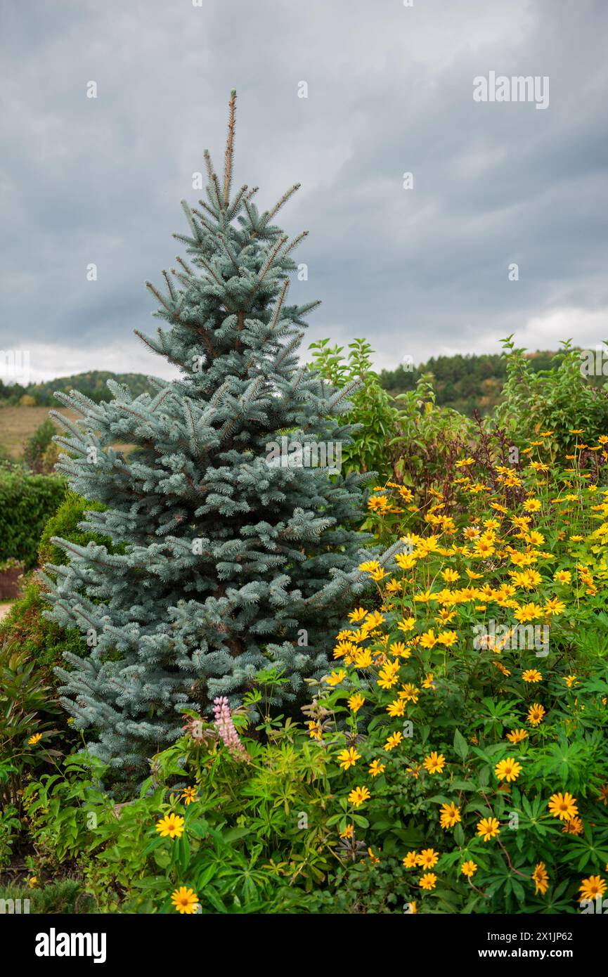 Growing blue Picea glauca in a coniferous garden Stock Photo - Alamy