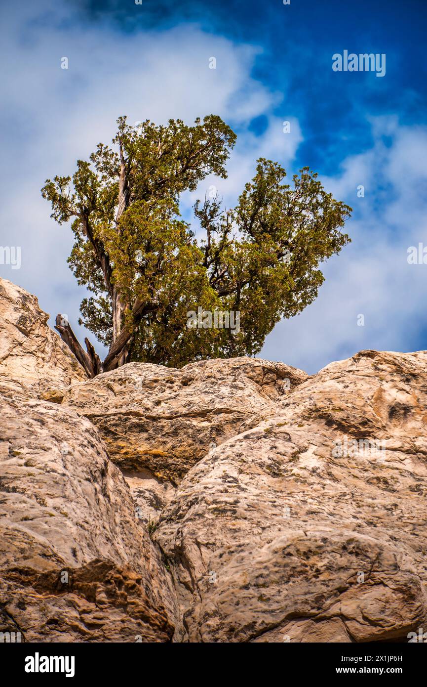 A lone tree stands resilient atop a rugged cliff against a blue sky ...