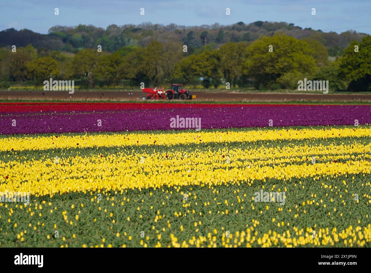 A field of tulips comes into colour near King's Lynn in Norfolk where ...