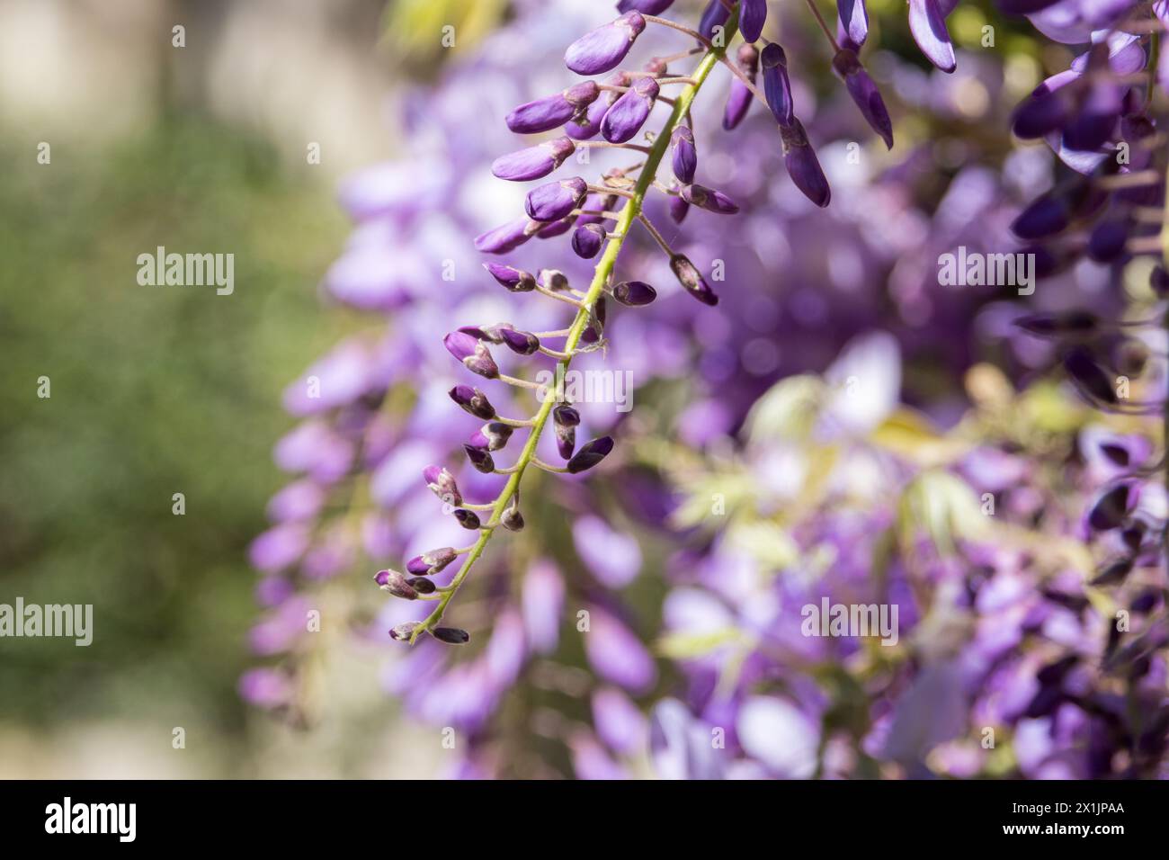 Glicine in fiore primavera 2024 Stock Photo - Alamy