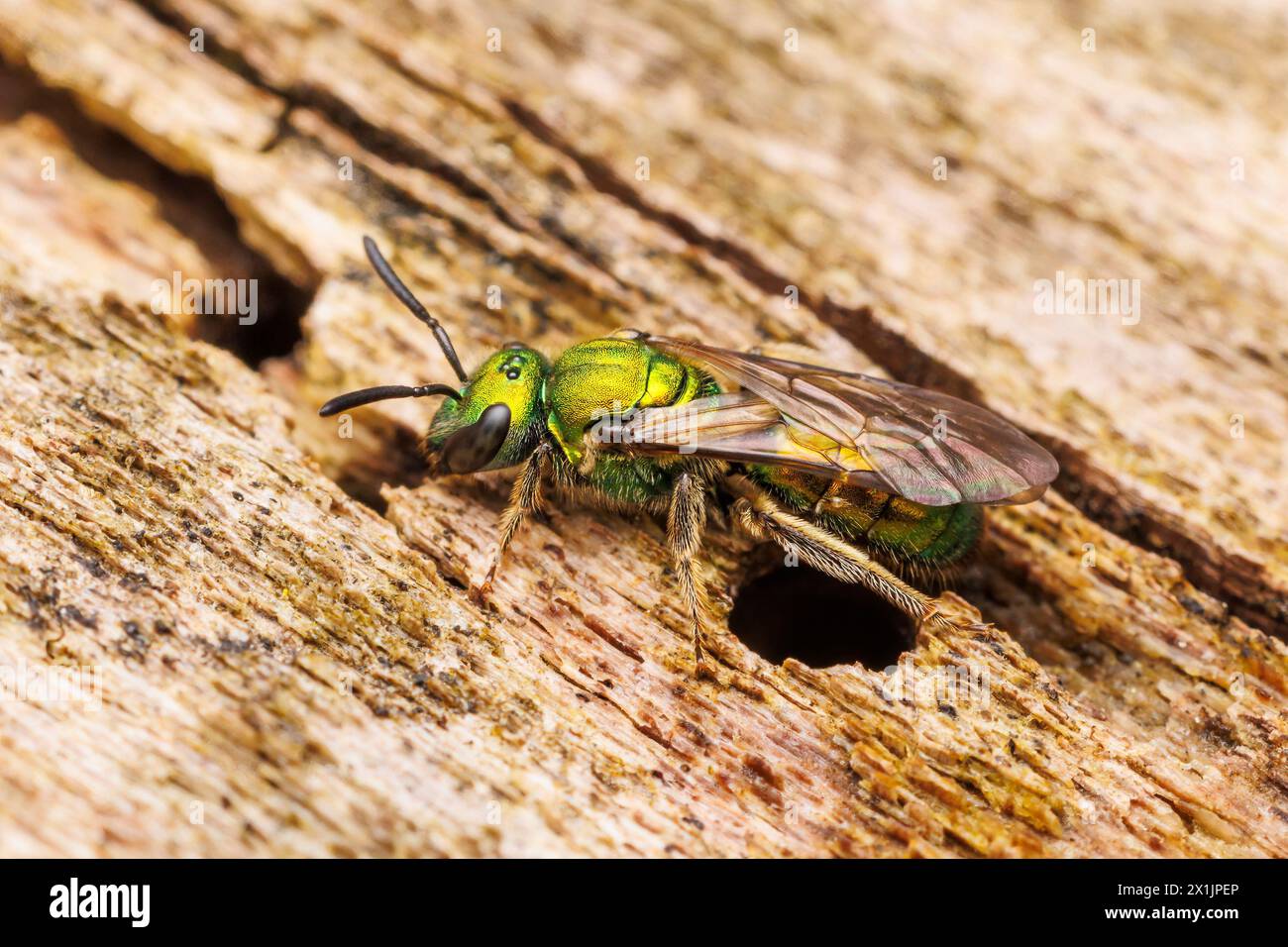 Pure gold hi-res stock photography and images - Alamy