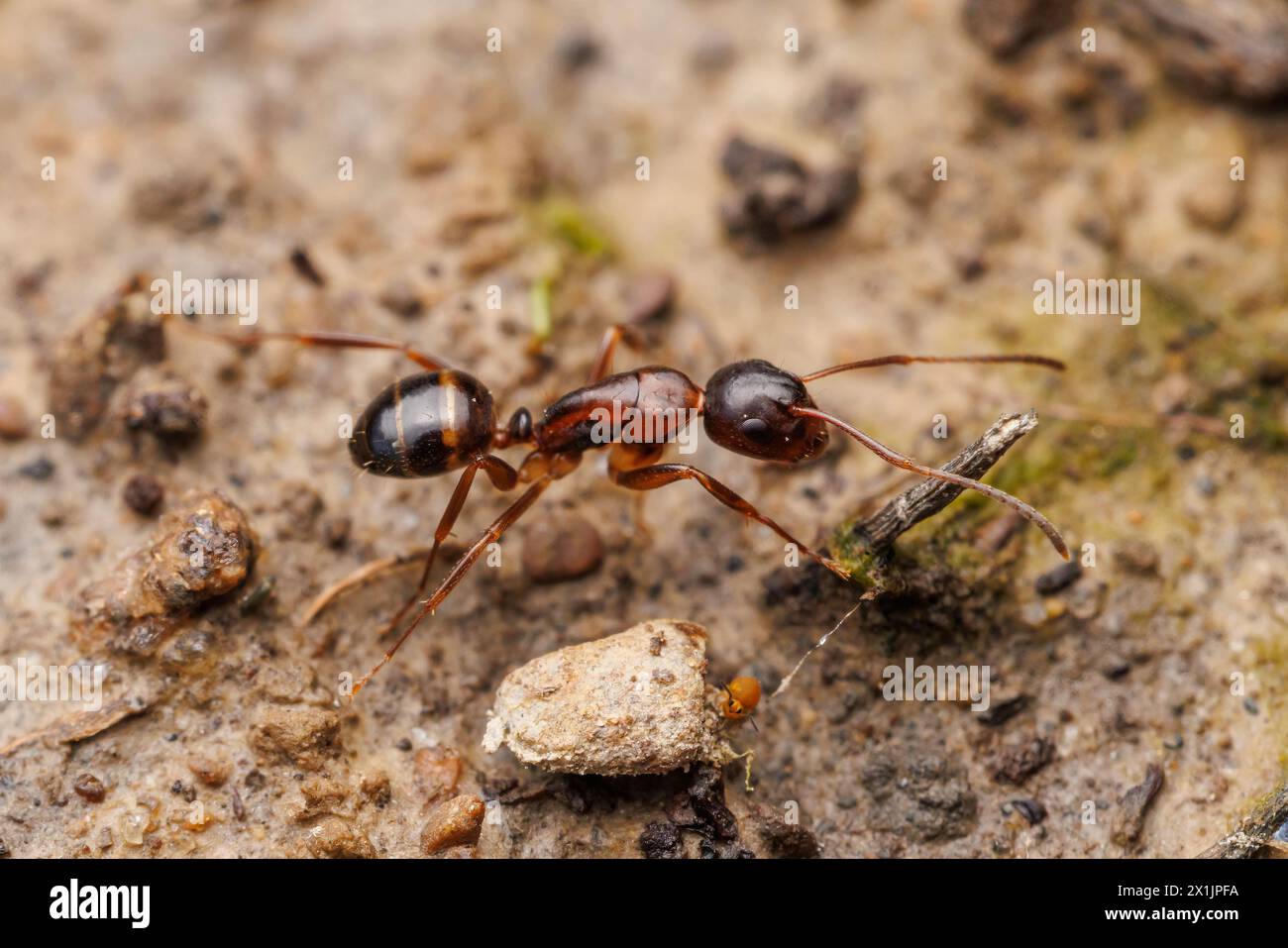 Bearded Carpenter Ant (Camponotus subbarbatus Stock Photo - Alamy