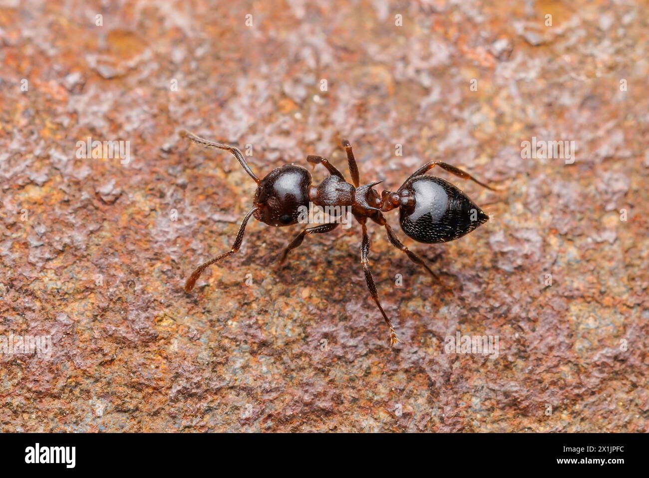 Acrobat Ant (Crematogaster cerasi Stock Photo - Alamy
