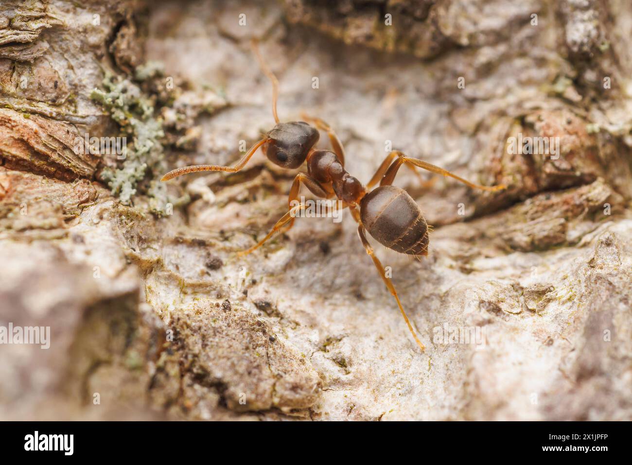 Lasius americanus hi-res stock photography and images - Alamy