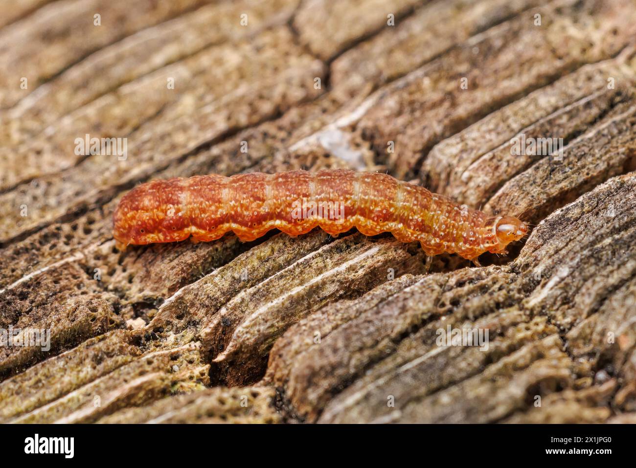 A Bicolored Sallow (Sunira bicolorago) caterpillar (larva) moves slowly ...