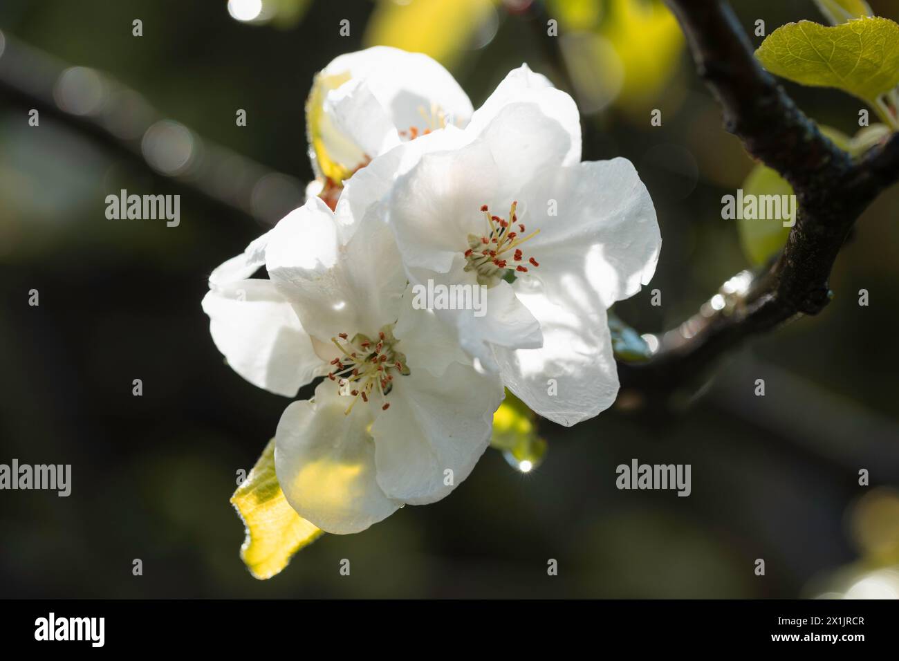 Spring flowers apple tree after rain hi-res stock photography and ...