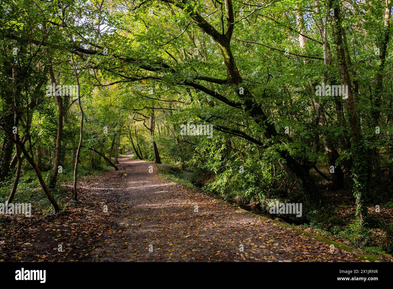 A path in Tehidy Woods Country Park in Cornwall in the UK Stock Photo ...