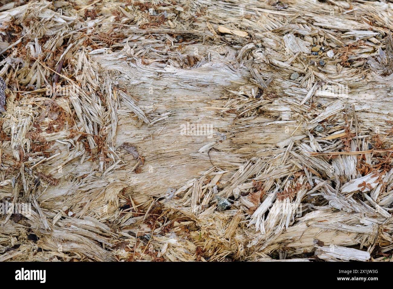 Weathered wood fibers and textures evident on the surface of an old log ...