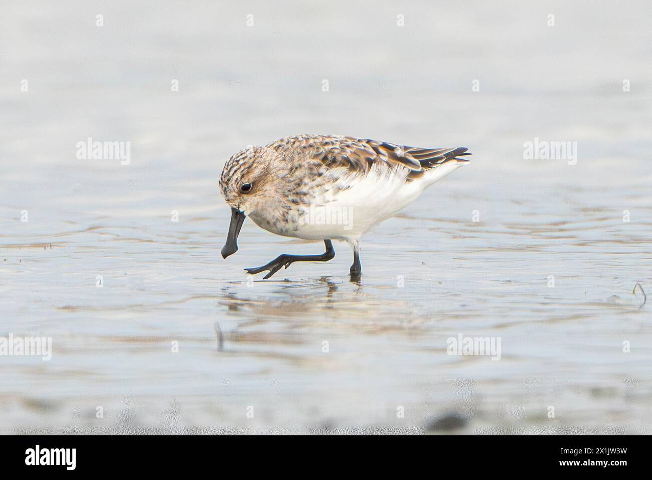 spoon-billed sandpiper, Calidris pygmaea, single adult walking in ...