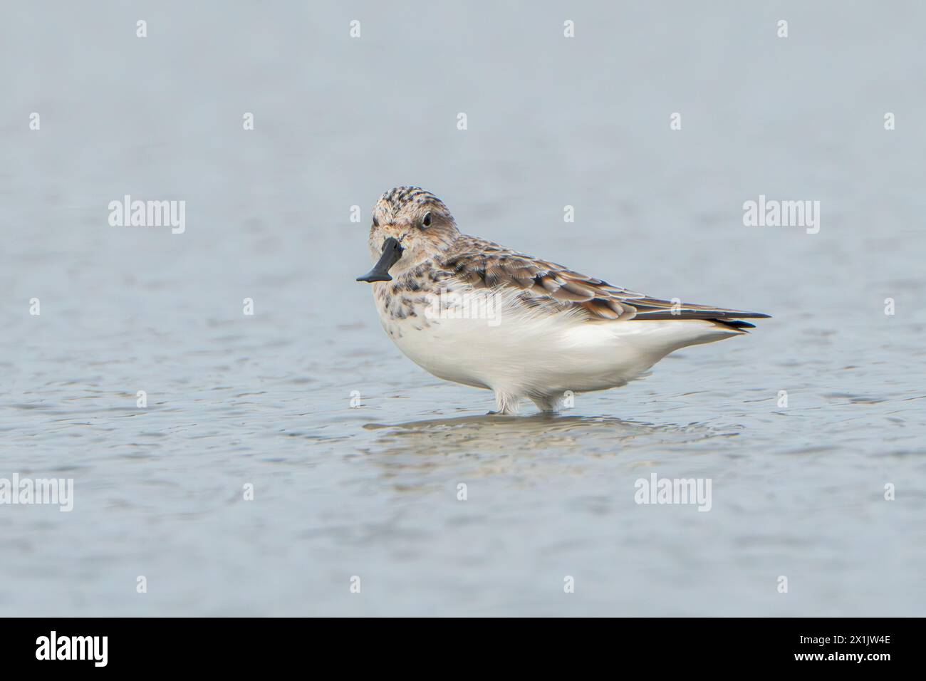 spoon-billed sandpiper, Calidris pygmaea, single adult standing in ...