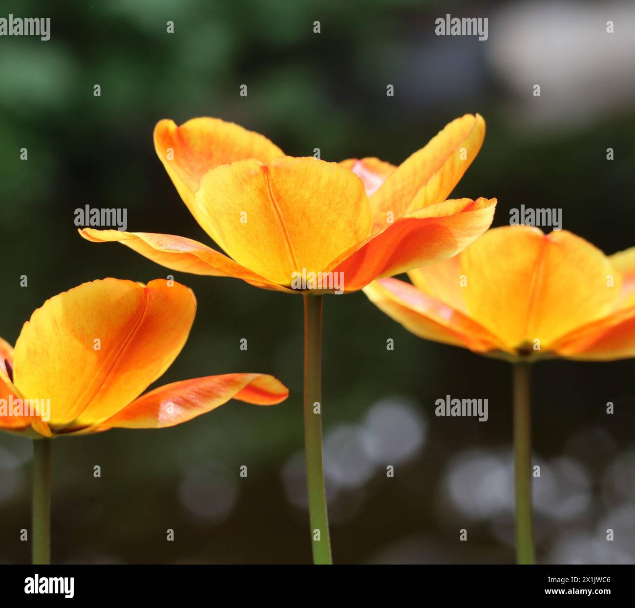 Newer tulip varieties hi-res stock photography and images - Alamy