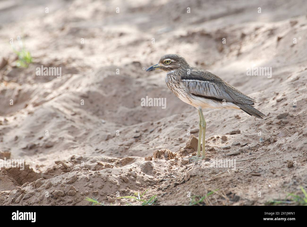Water thick-knee (Burhinus vermiculatus), also know as the water dikkop ...