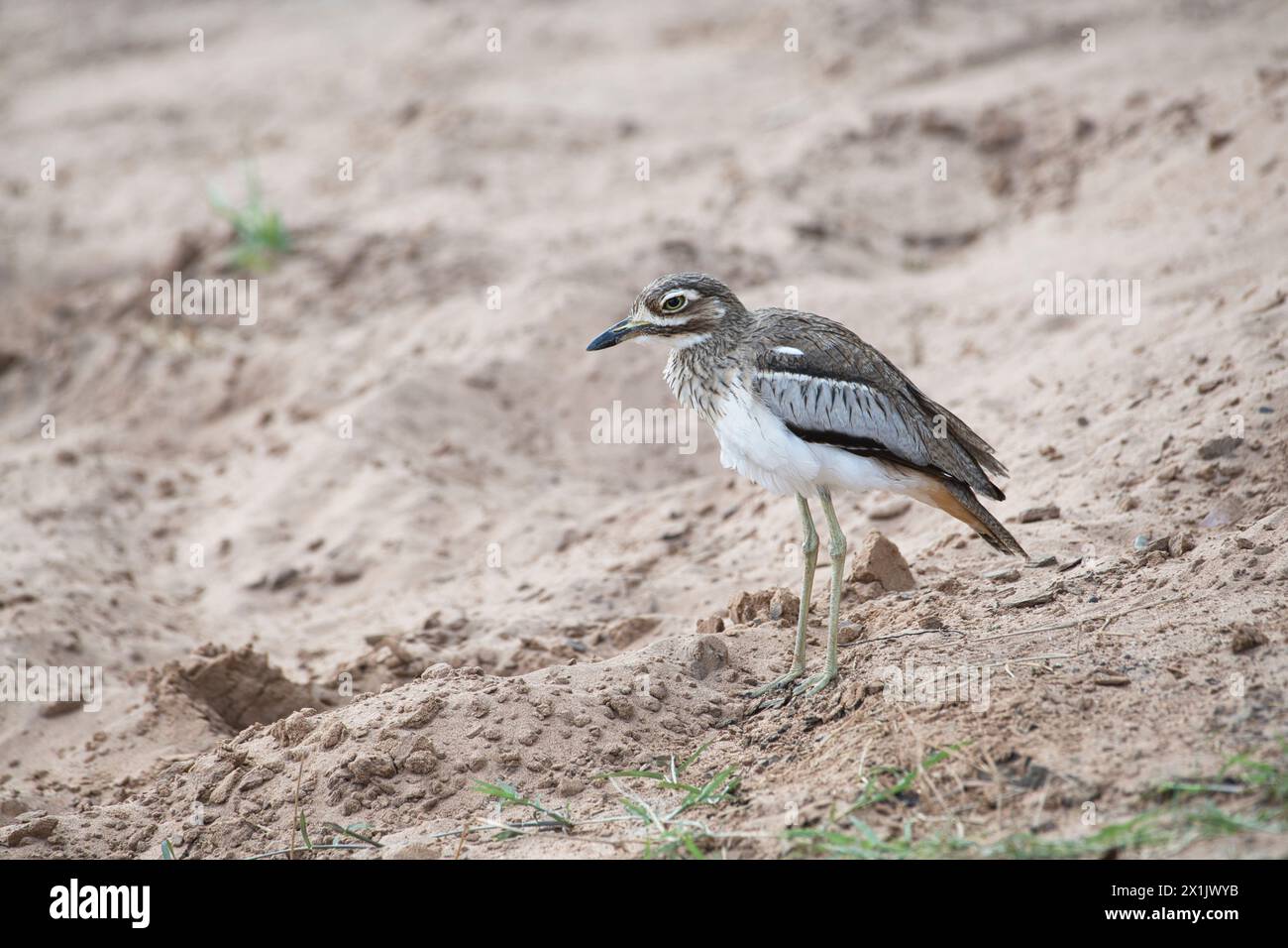 Water thick-knee (Burhinus vermiculatus), also know as the water dikkop ...