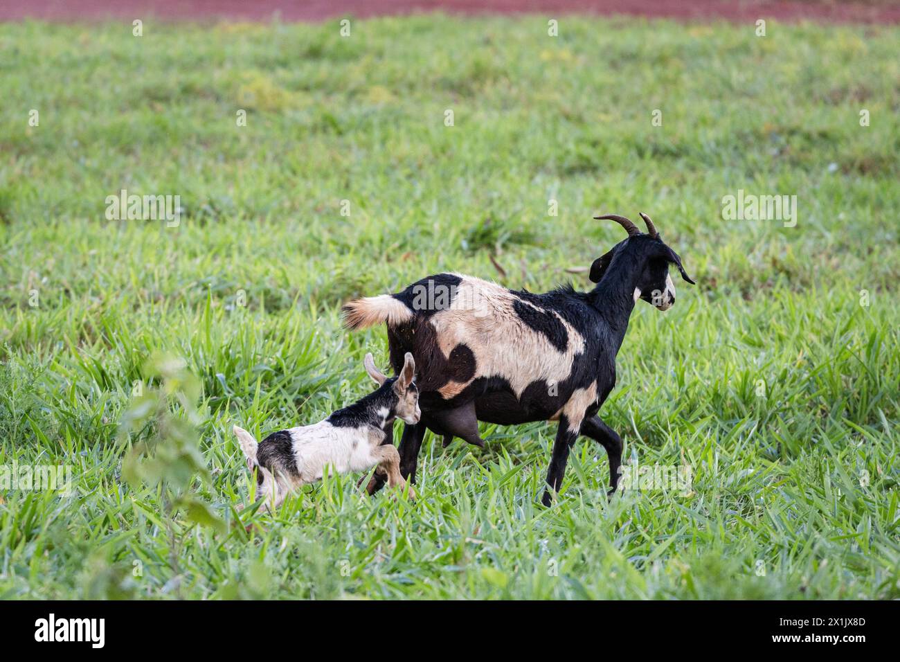 goat spotted with cub in a green pasture in brazil Stock Photo - Alamy