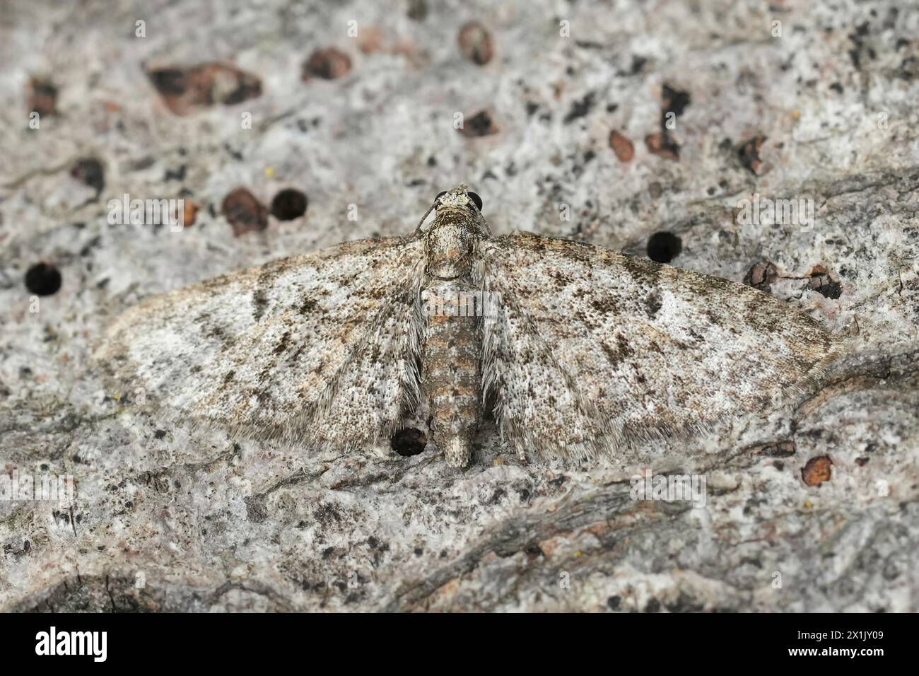 Natural closeup on the small Oak-tree Pug moth, Eupithecia dodoneata ...