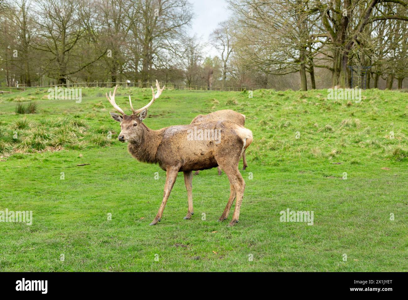 Red deer in Tatton park Cheshire, England Stock Photo - Alamy