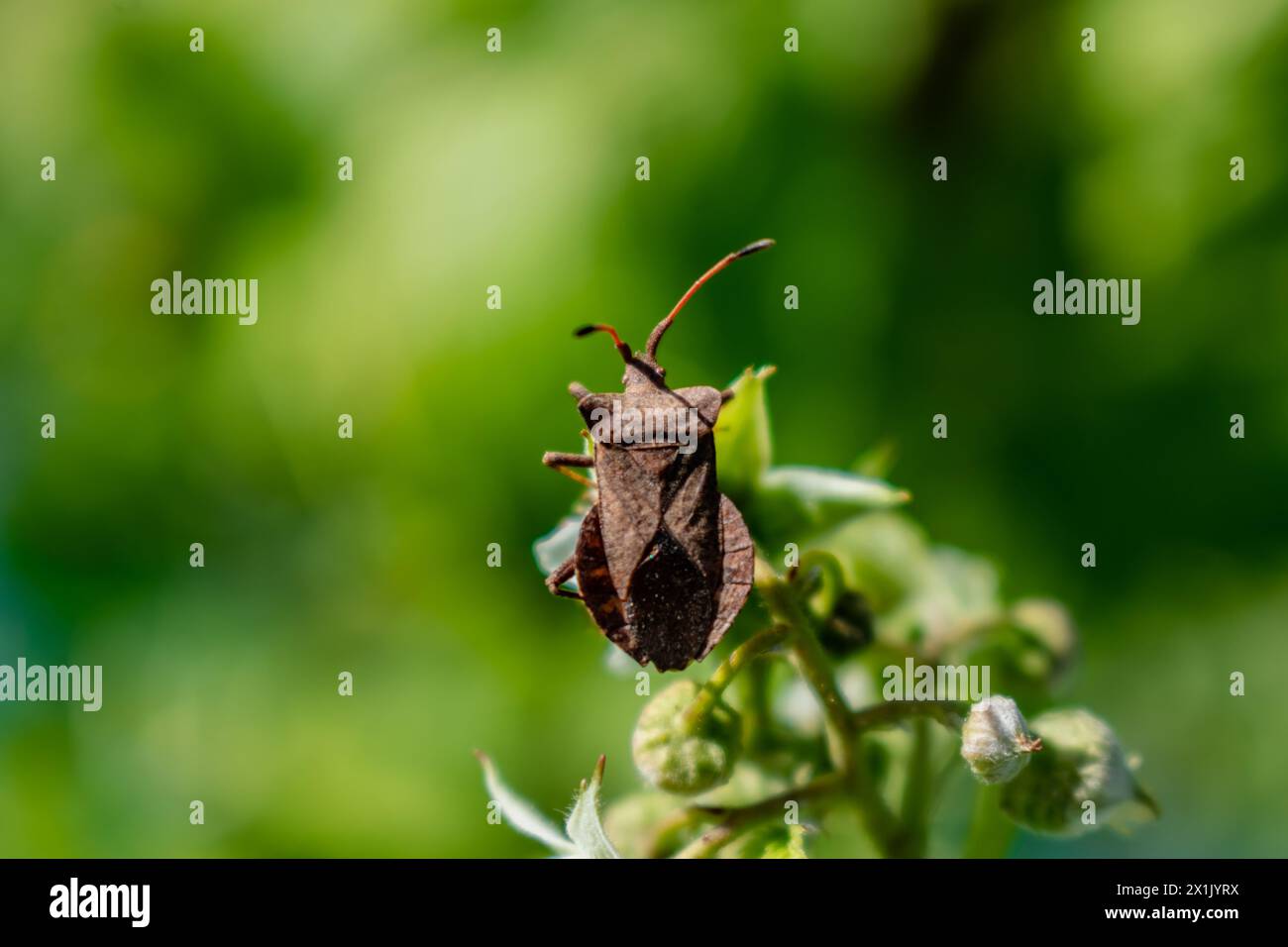 Dock leaf bug, heteropteran insect, bug of the coreidae family, coreus ...