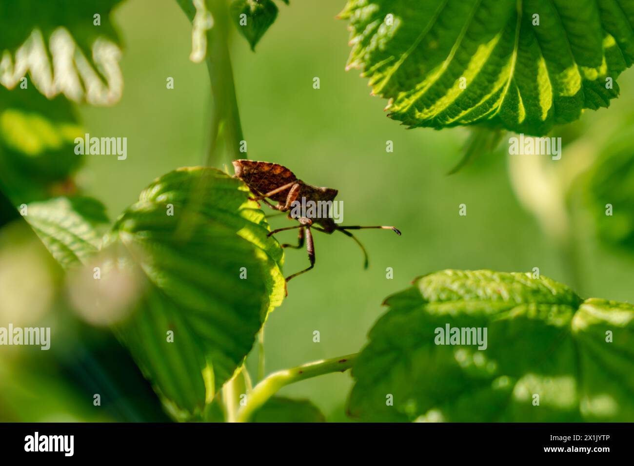Dock leaf bug, heteropteran insect, bug of the coreidae family, coreus ...