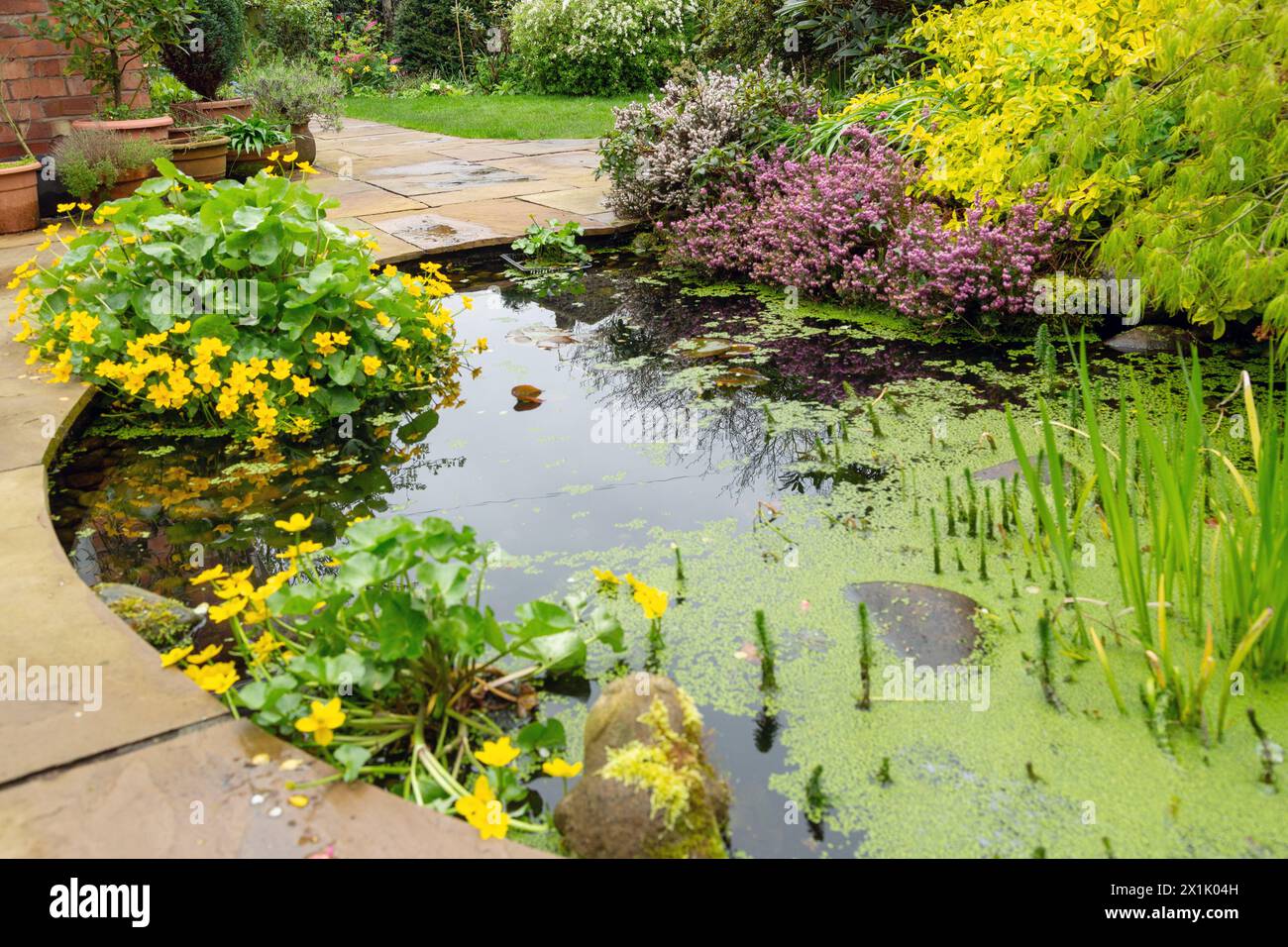 A small garden pond in the UK Stock Photo - Alamy