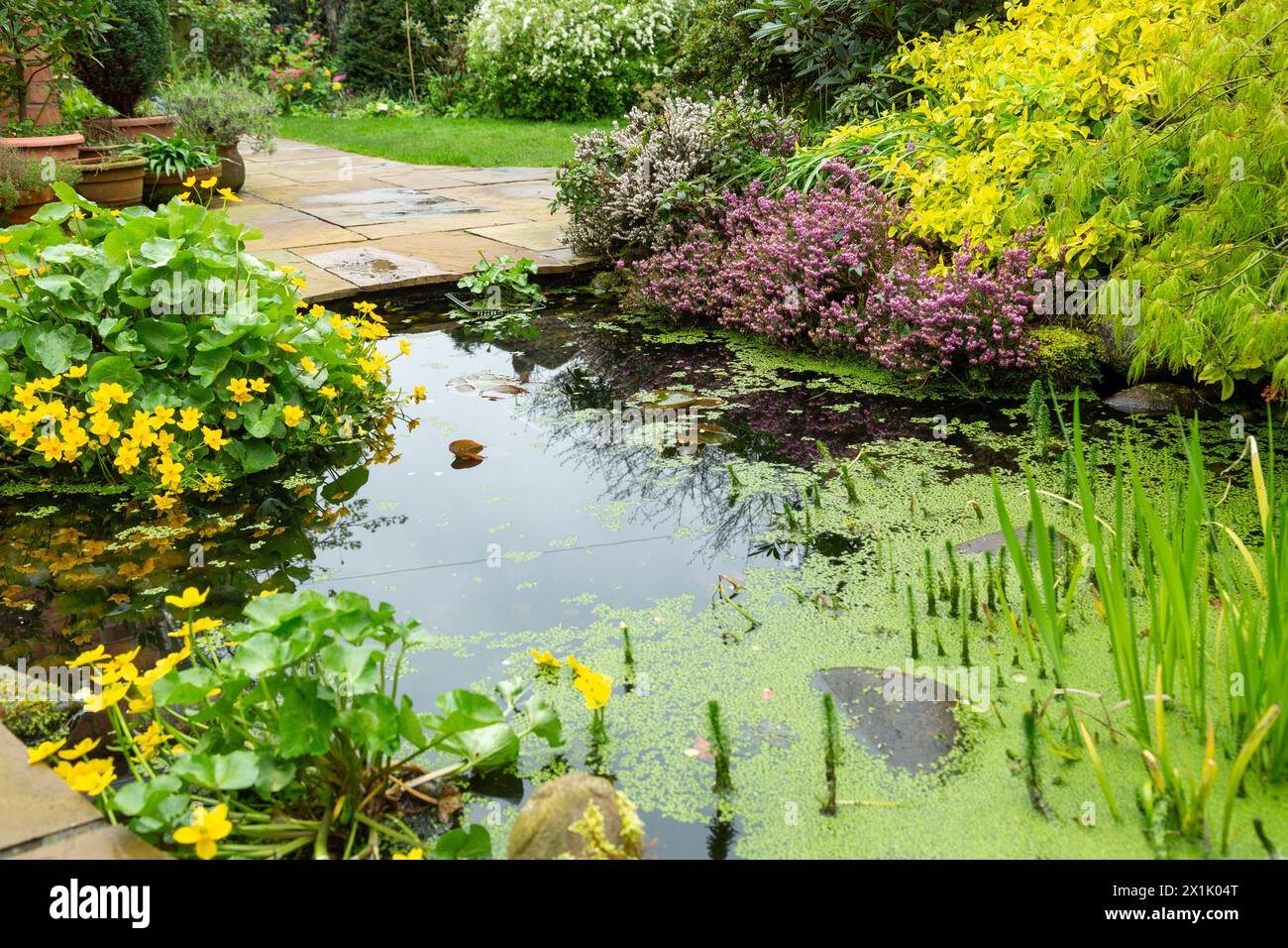 A small garden pond in the UK Stock Photo - Alamy