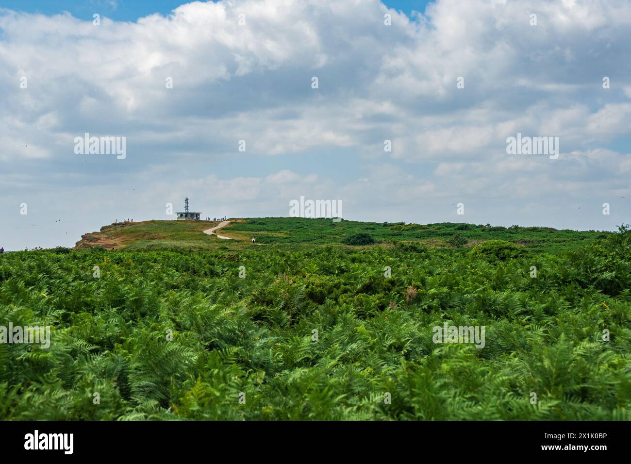 Warren Hill, Hengistbury Head, UK - July 1st 2023: The braken covered ...